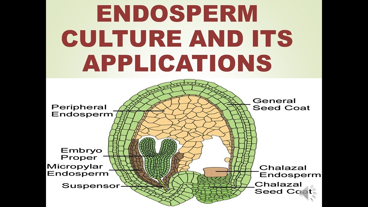 Endosperm