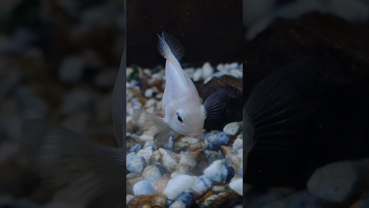 platinum parrot fish , the most exotic parrot fish , #polarblueparrot# ...