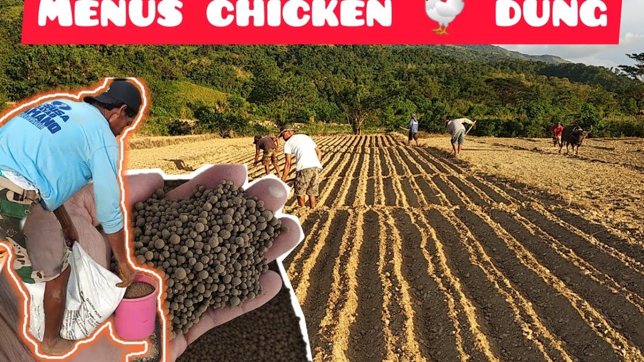 Bakit nga bA? GUANO PURE FERTILIZER use Before onion plant menus ...