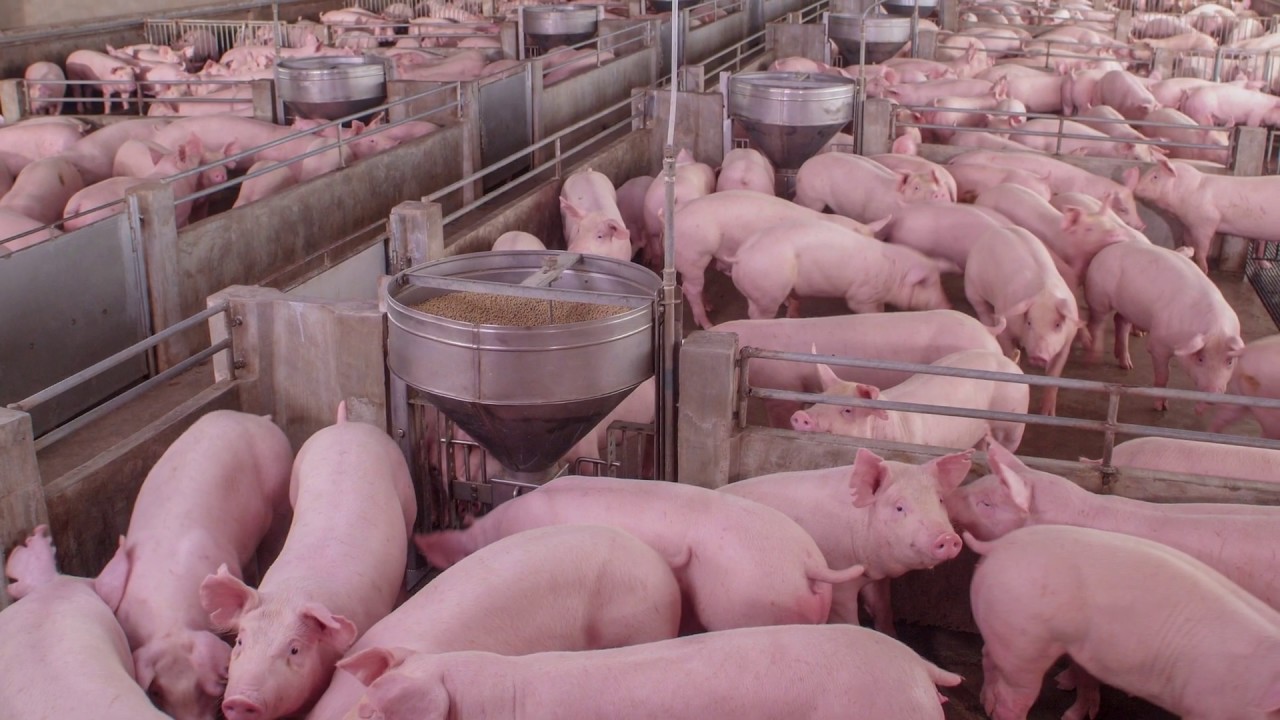 Simplify Your Feed Management with FeedView - YouTube