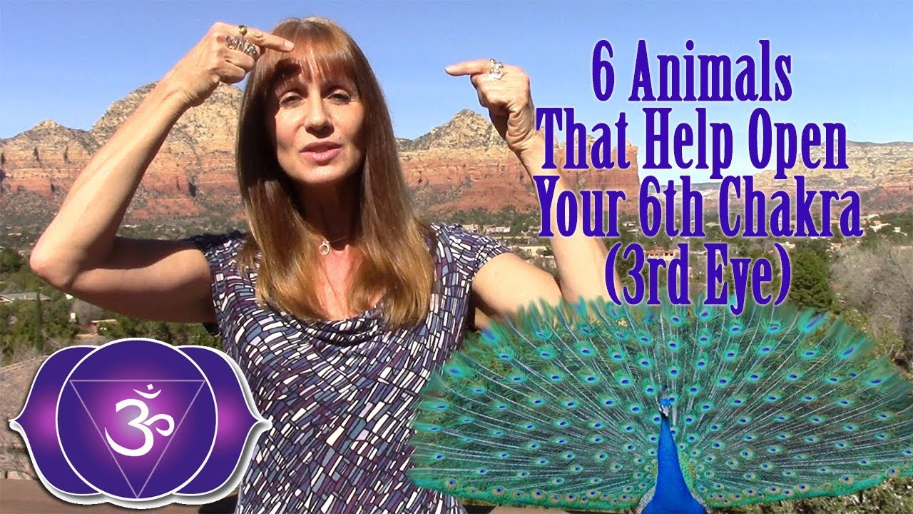 6 Animals That Open Your Third Eye Chakra | Best 3rd Eye Spirit Animals ...