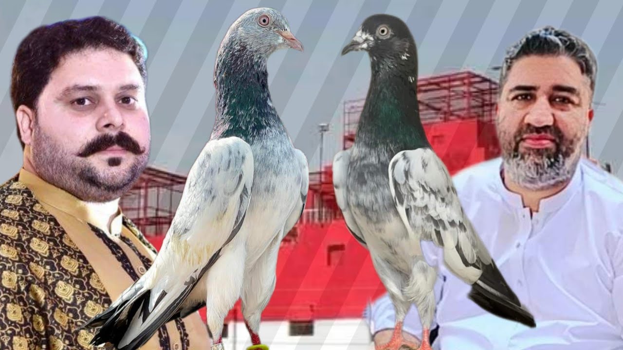 Ustad Ahsan Rashid Puri of faisalabad ki chat se pigeons shoq - YouTube