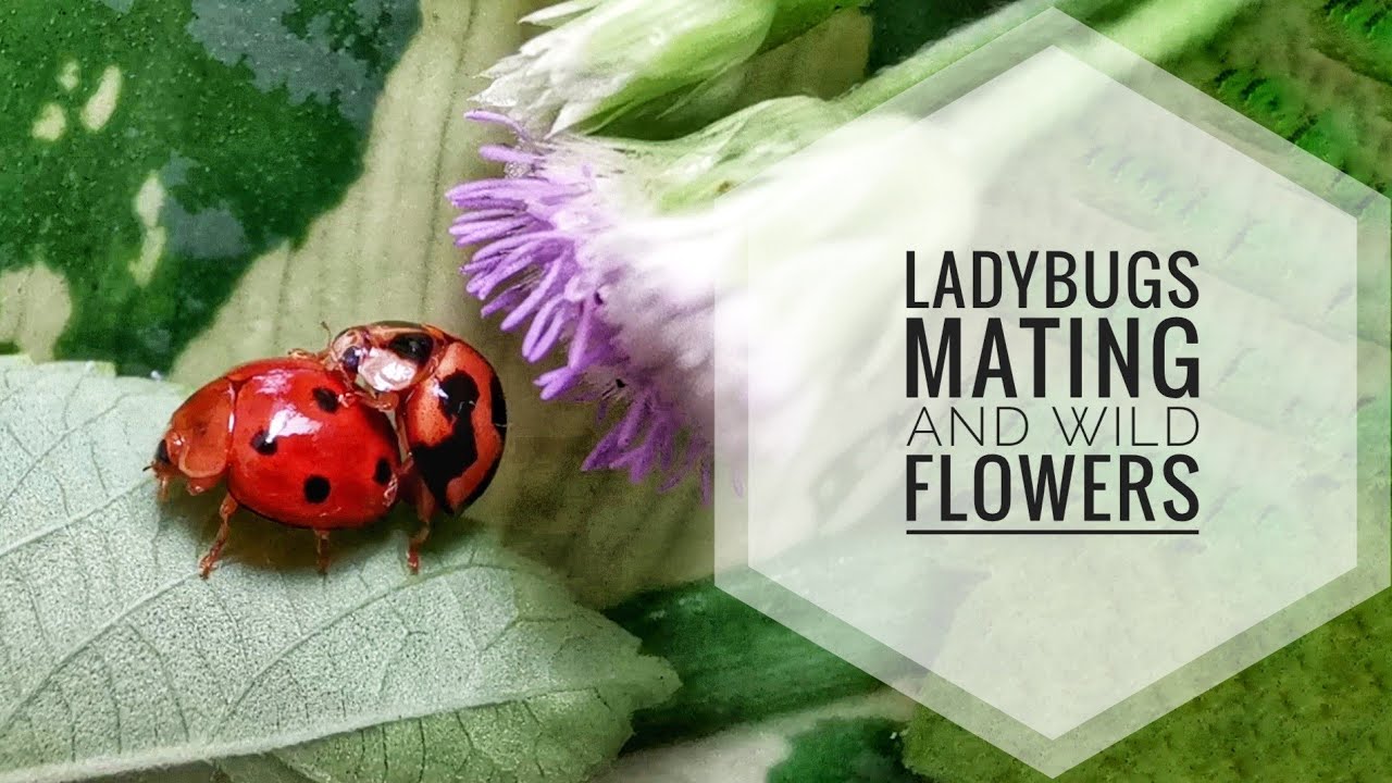 Ladybugs Mating and Wild Flowers - YouTube