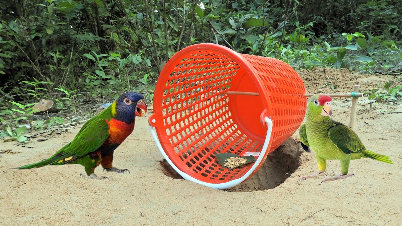 Amazing Quick Bird Trap ! Unique Parrot Trap Using Red Plastic Basket ...