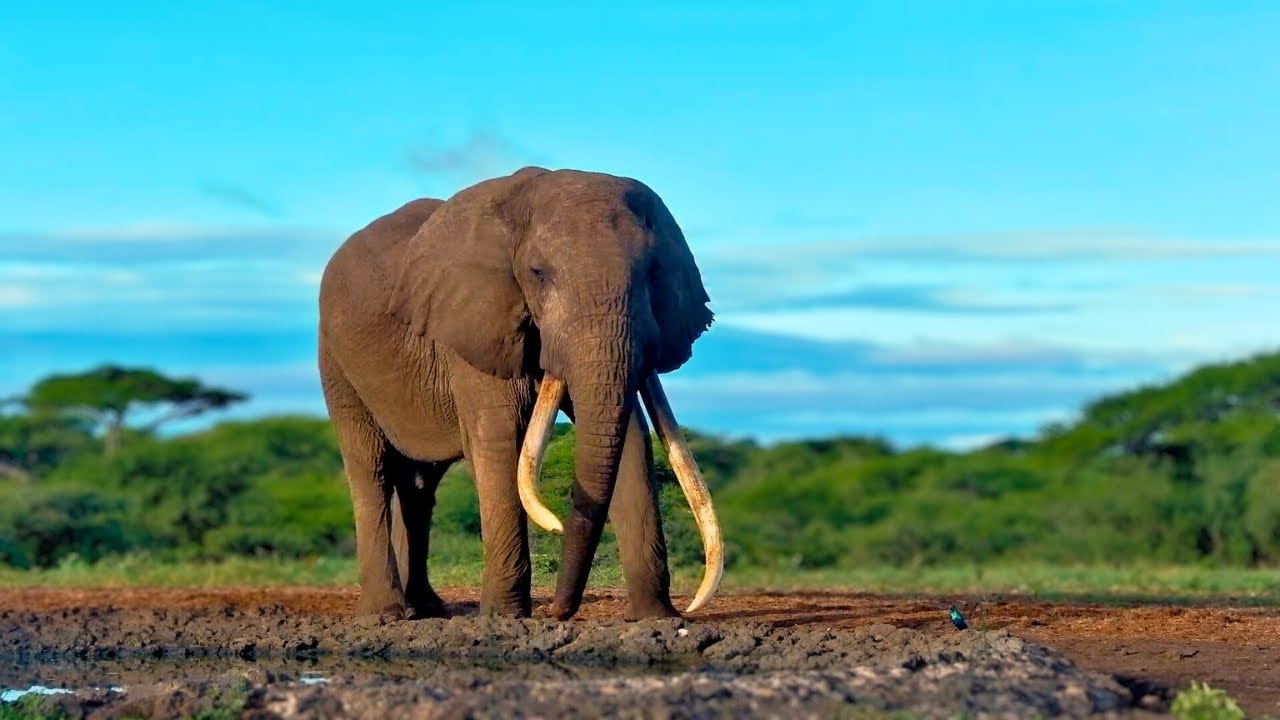 One Ton The Elephant Drinks at ol Donyo - YouTube