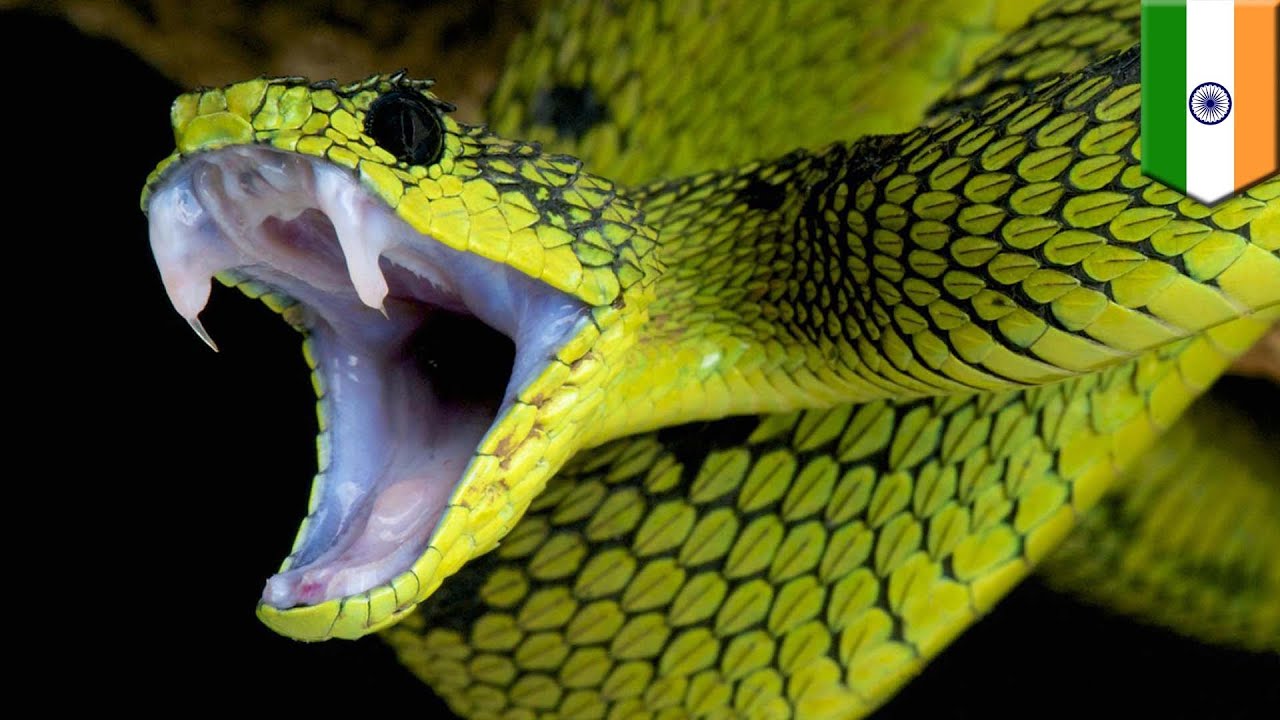 Venomous snake bites man, so man bites it back - TomoNews - YouTube
