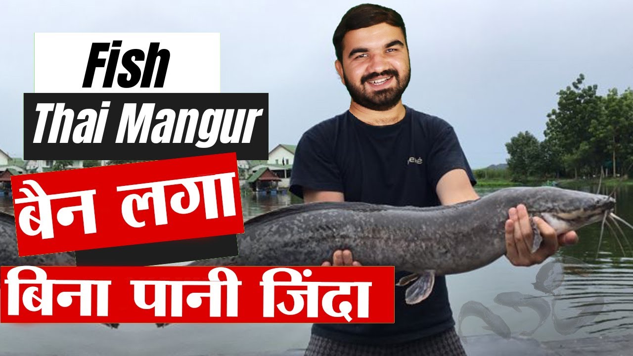 मिट्टी पर चलने वाली मछली का पालन😳 | Thai Mangur Ban In india | Mangur ...