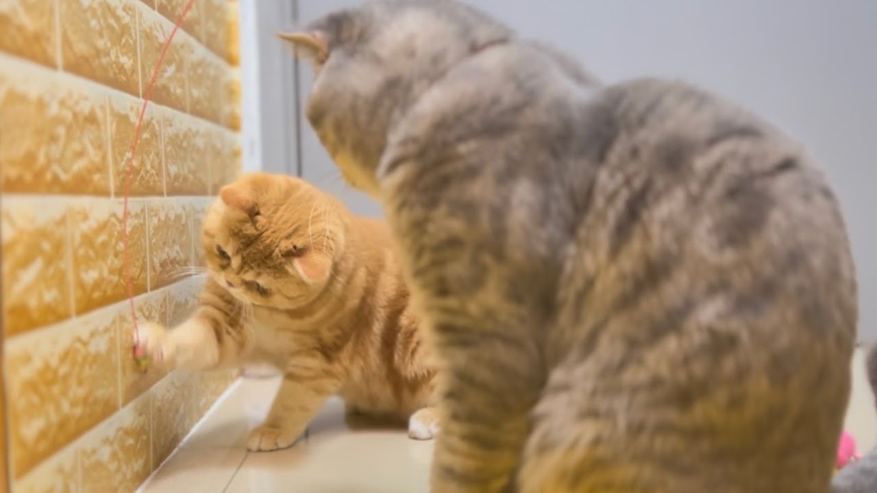 cat tv for cats to watch relaxing - YouTube