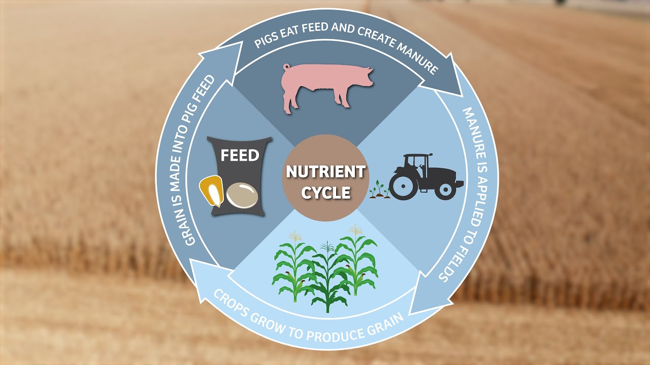 The Nutrient Cycle • Educational Video - YouTube