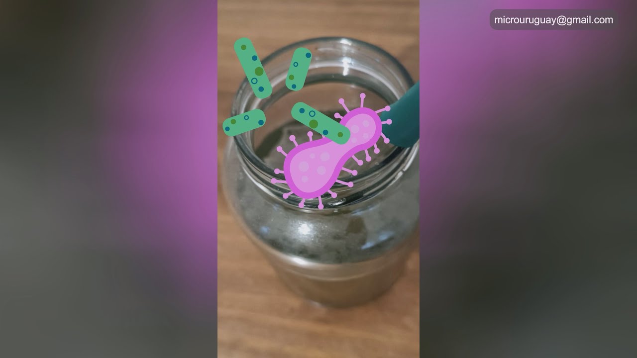 Agua de mar podrida al microscopio - Putrid sea water under a ...