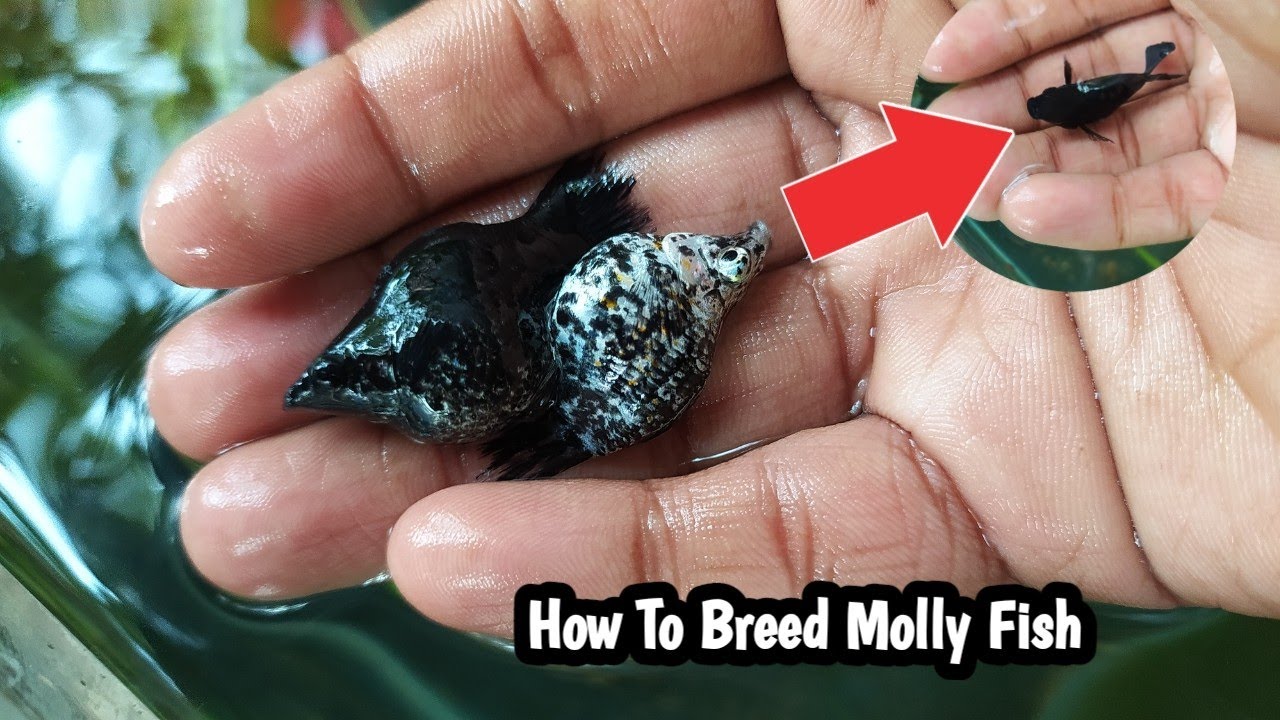 How To Breed Balloon Molly Just Only 1 Week|Balloon Molly Breed|Molly ...