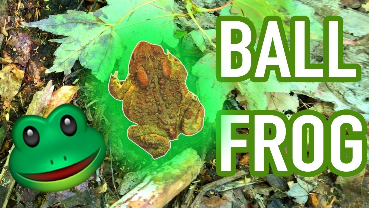 BALL FROG - YouTube