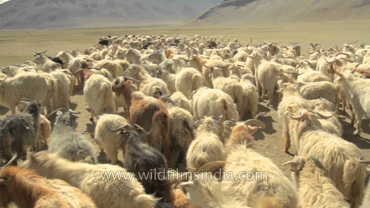 Flock of Pashmina goats, Ladakh - YouTube