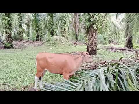 indukan sapi Bali super,IB,Rambon‼️ - YouTube