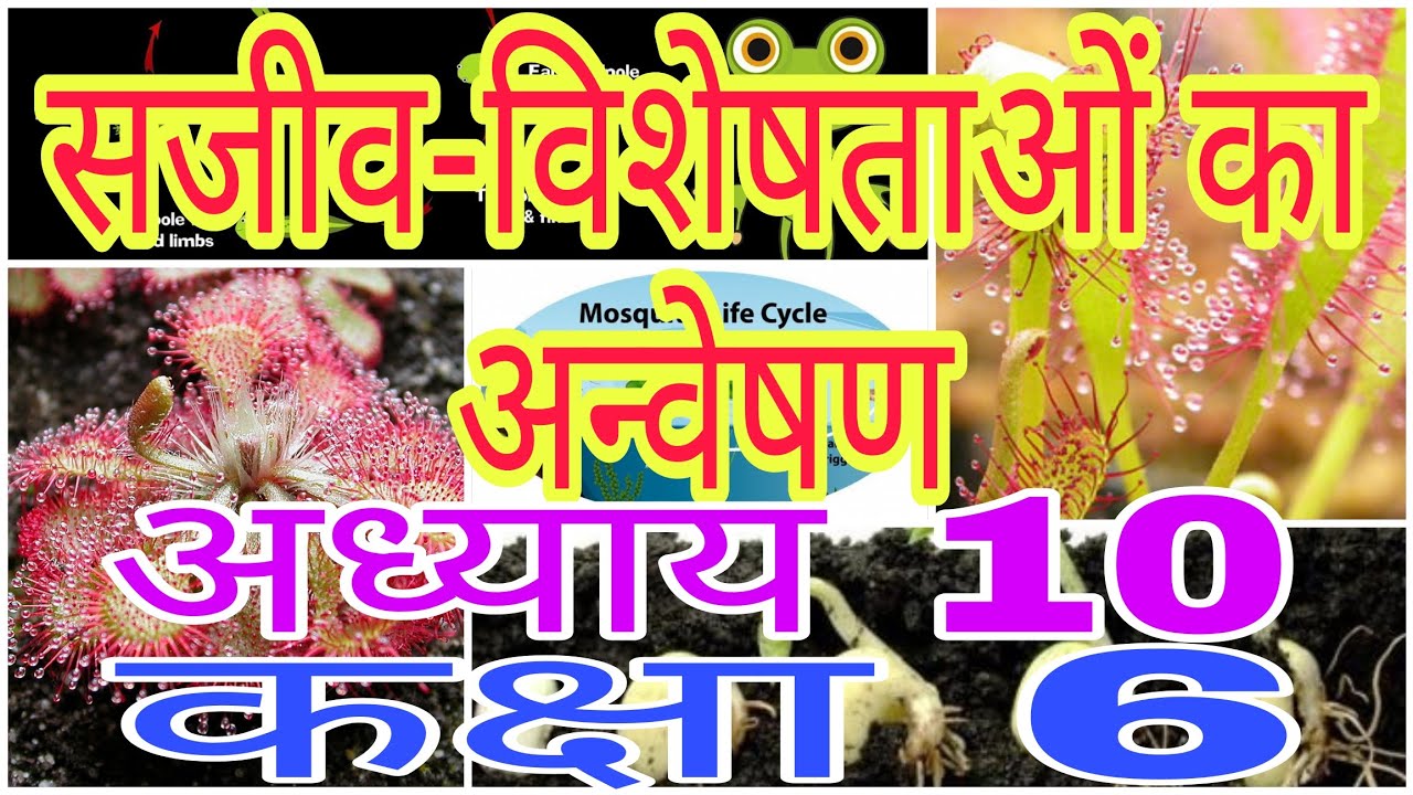CLASS 6 CHAPTER 10 NEW NCERT SCIENCE BOOK JIGYASA जिज्ञासा-सजीव ...