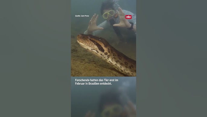 Gigantische Anaconda Eet Man Levend Op Python Slokt Vrouw Van 54 In