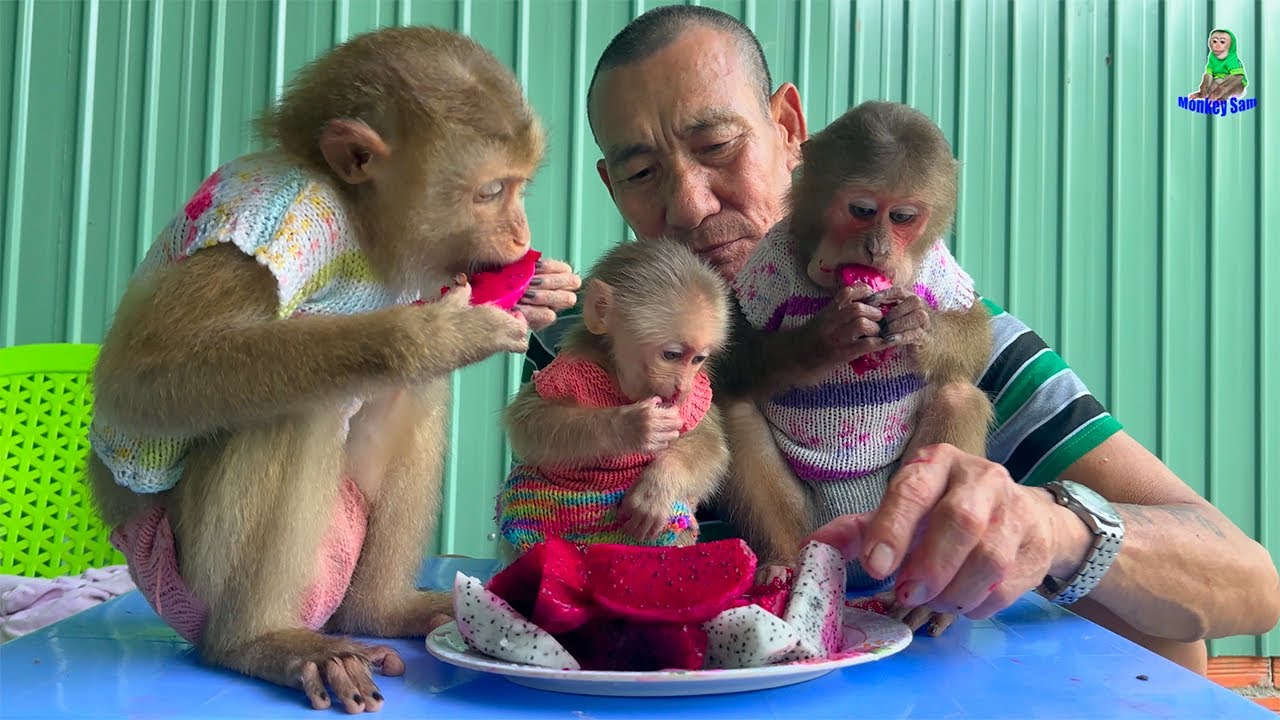 Monkey baby enjoys red and white flesh dragon fruit - YouTube