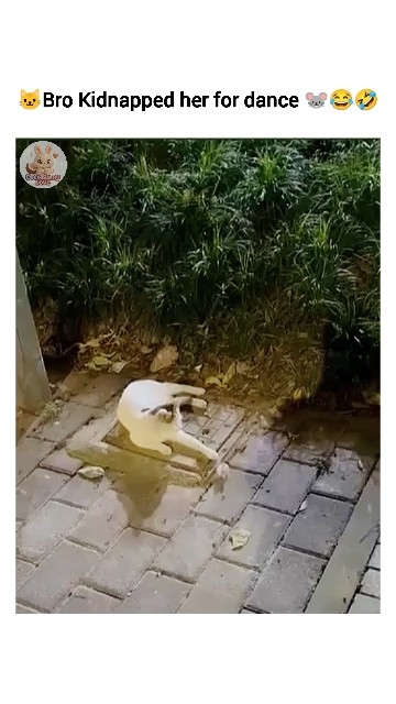 🫣Bro kidnapped her for Dance🐭🤣😝#funny#lol#memes#cat#mouse#comedy#dance# ...