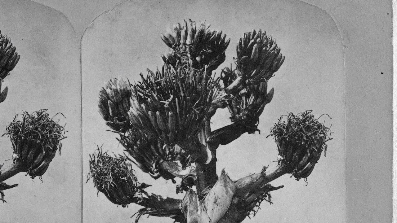 Bellero Shield - In A Dream (Official Music Video) - YouTube