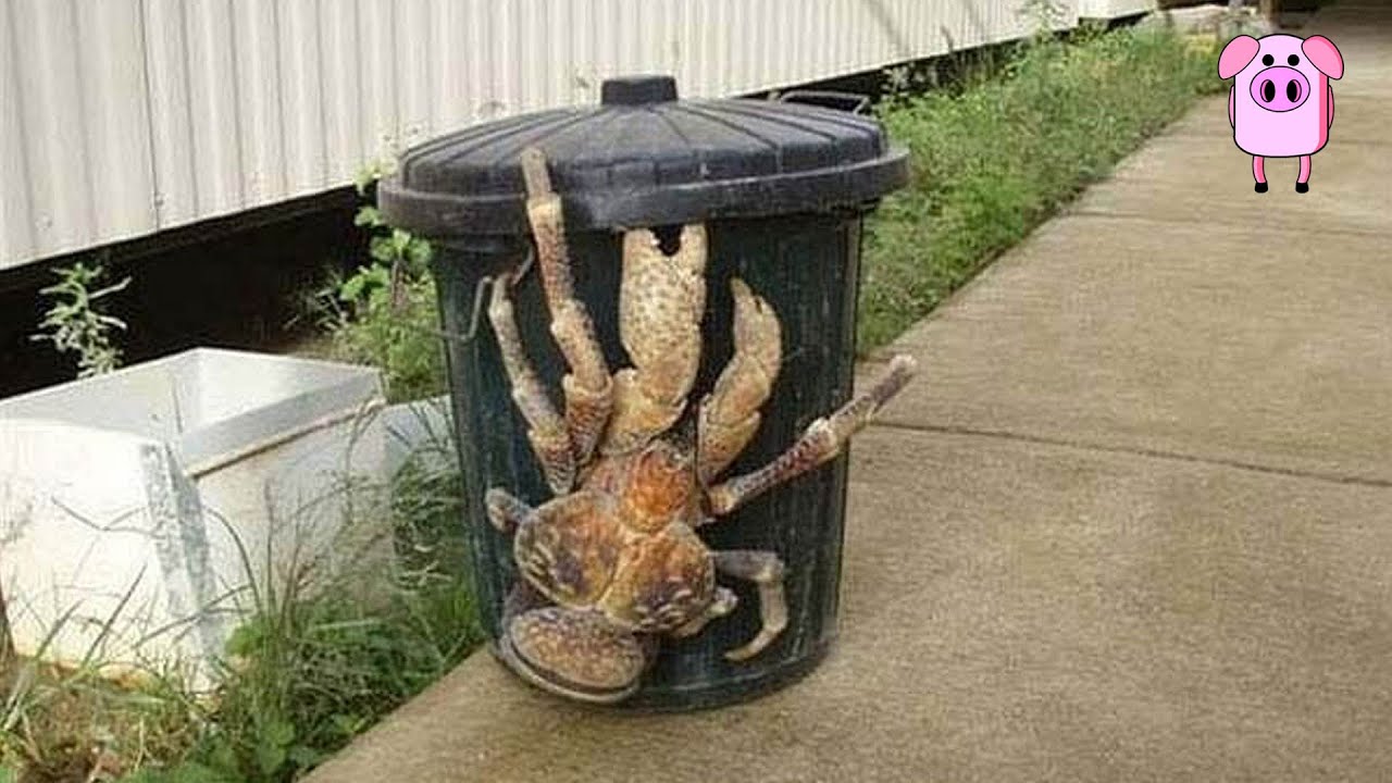 8 Most Alien Like Creatures On Earth - YouTube