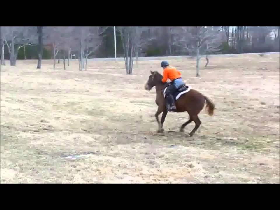 Spooked Horse Slow Motion - YouTube