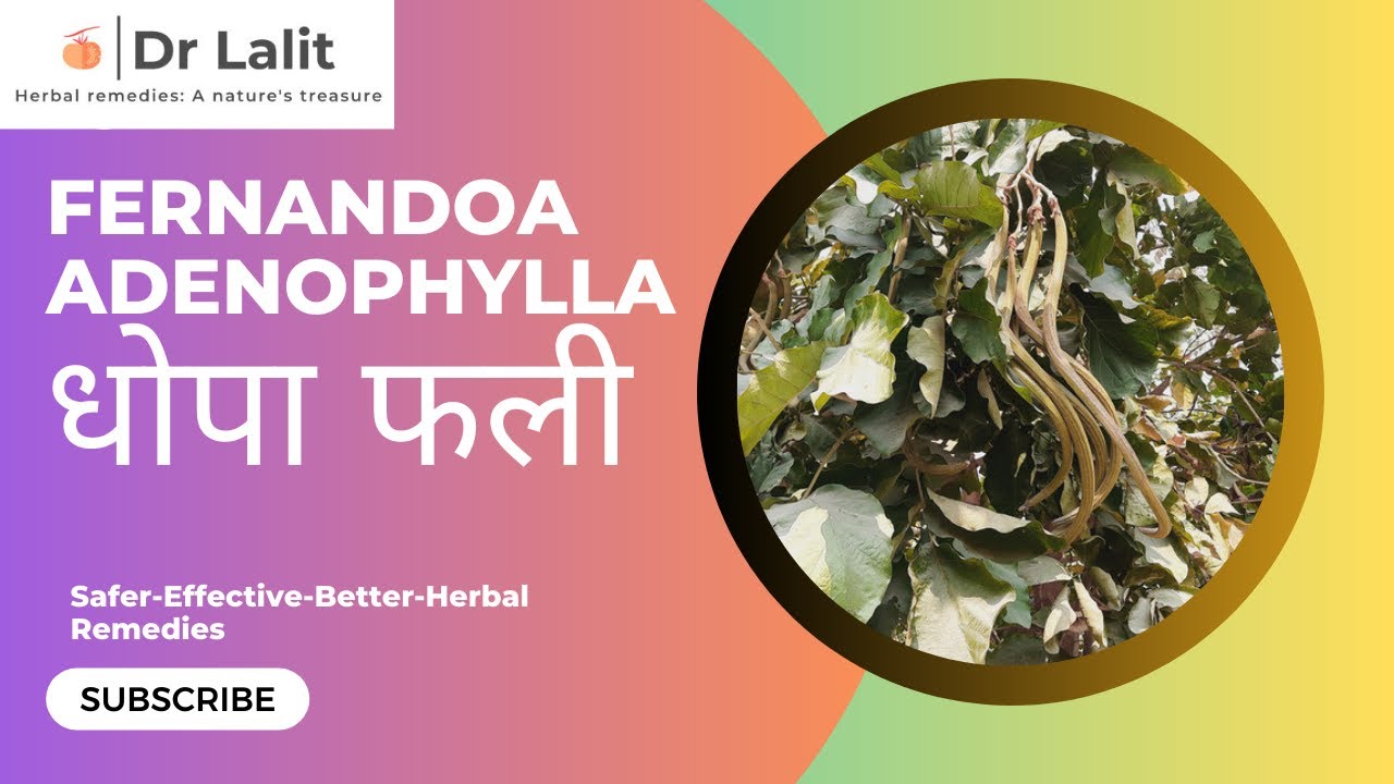 Dhopa_Phali I Fernandoa_adenophylla I Nightfall_Kastagon_Muscle ...