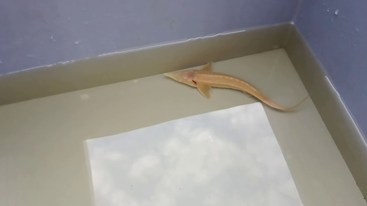 Acipenser ruthenus Albino Sterlet 15-20 cm Sturgeon - YouTube