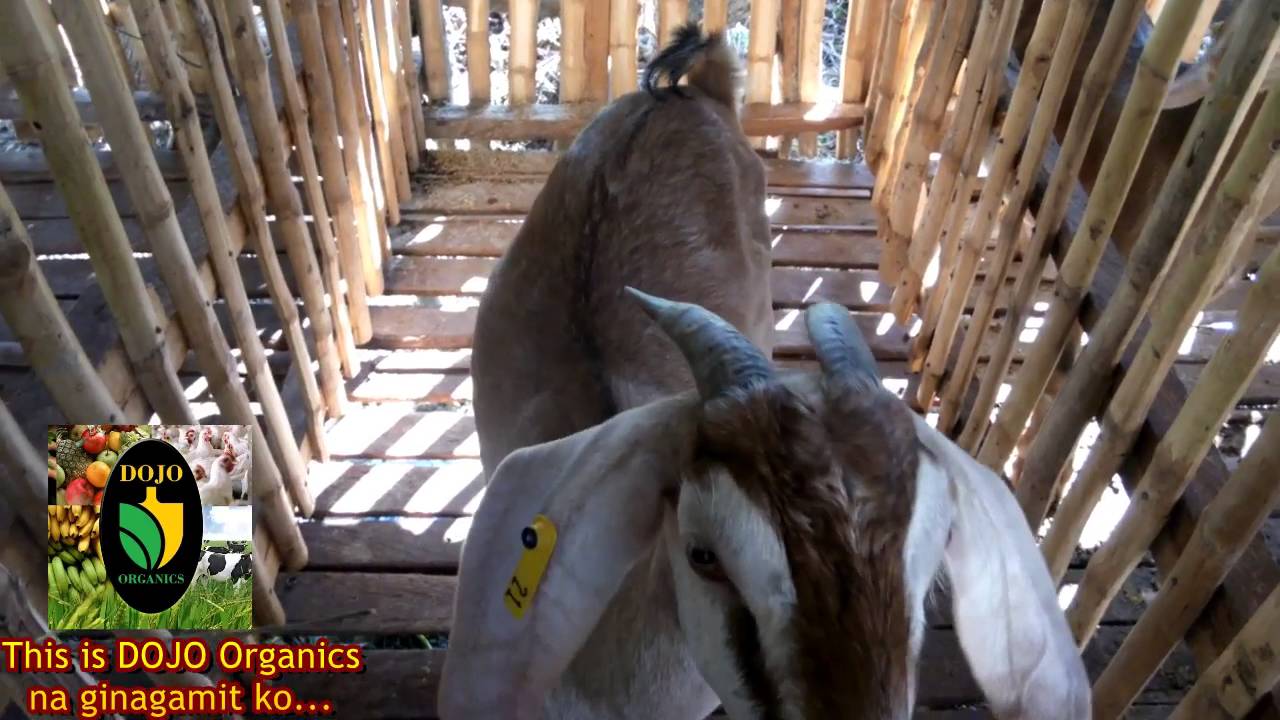 Dojo Probiotics Feed Additive | Cebu Goat Farm - YouTube
