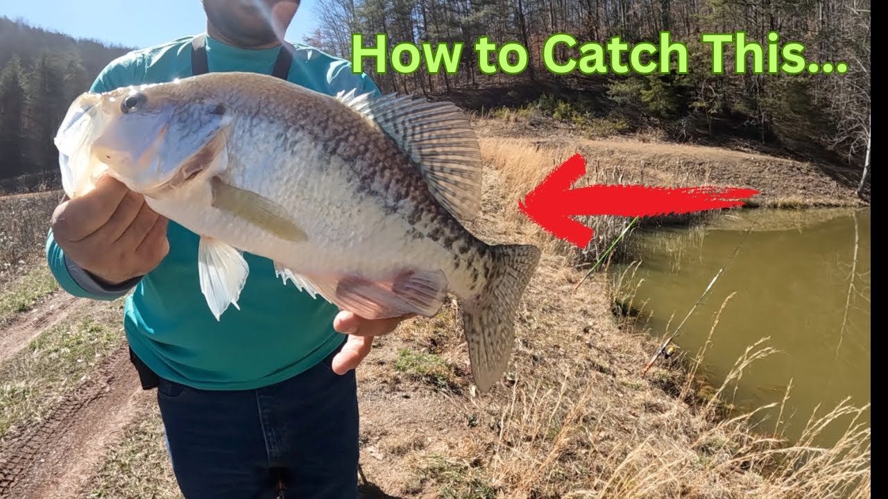 16 Inch CRAPPIE!!!! Anyone Can Do This Technique. #fishing # ...