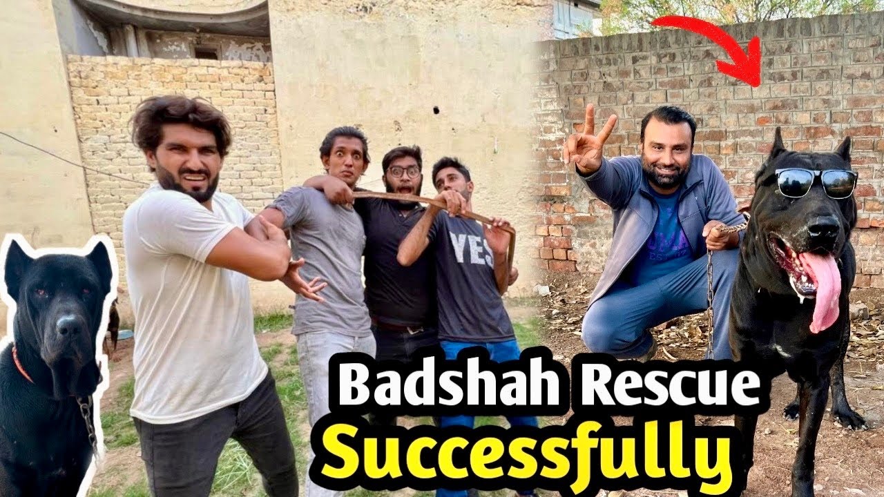 Samad Pets Vlog Sy Heavy Bully Dog Badshah Rescue Kr Liya - YouTube