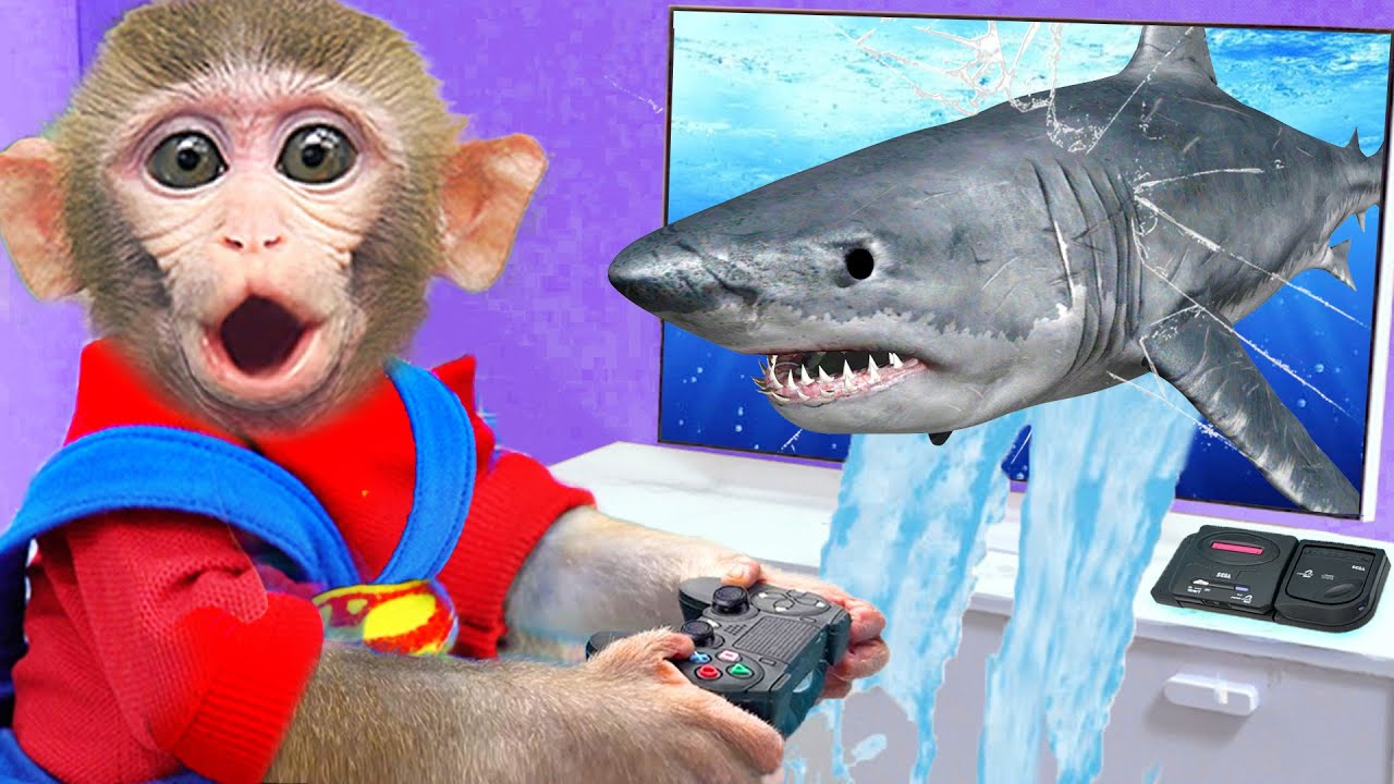 KIKI MONKEY PLAYS WITH SHARK | | KUDO ANIMAL KIKI - YouTube