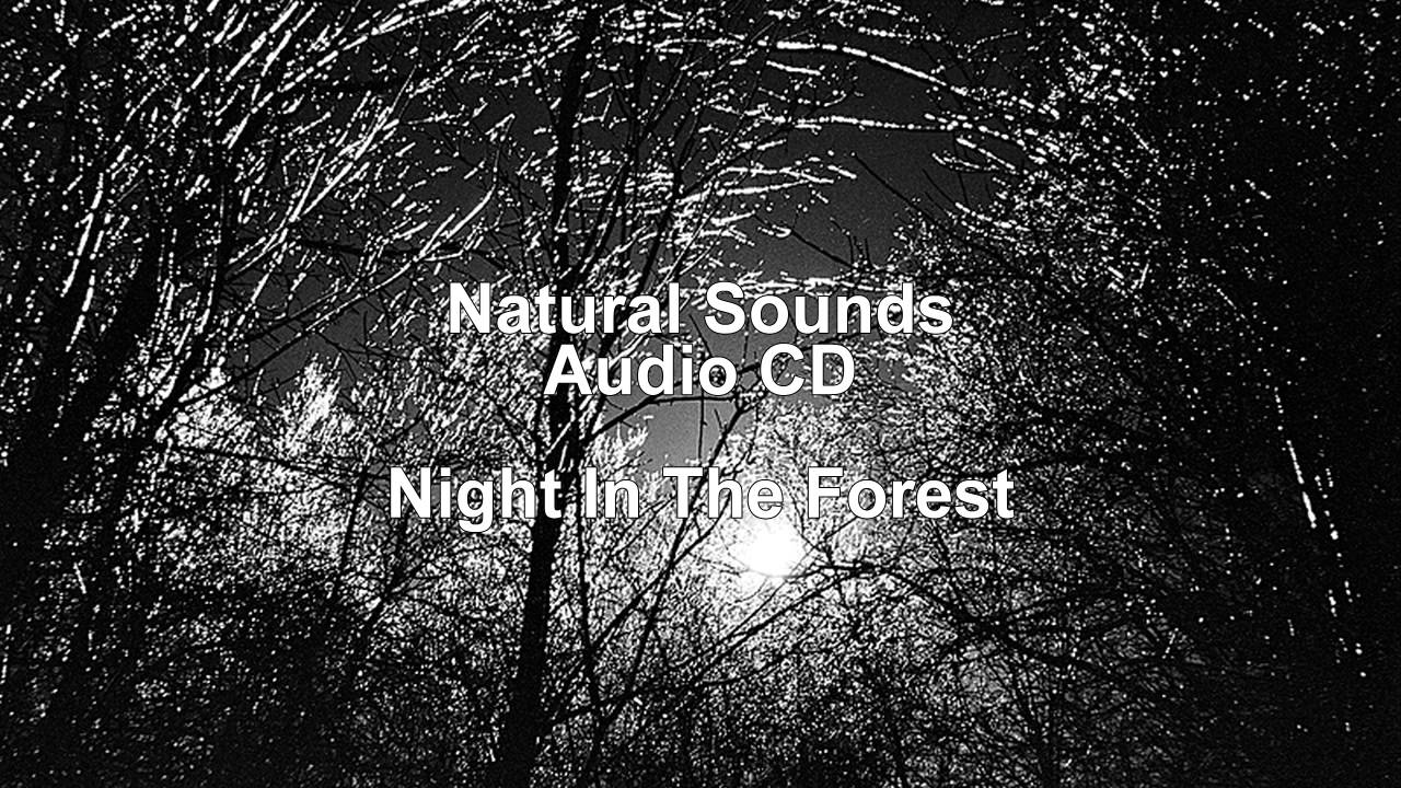 Night In The Forest Audio CD Sample - YouTube