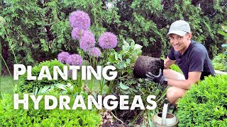 How to Plant Hydrangeas 🌸🌿 || Wyse Guide