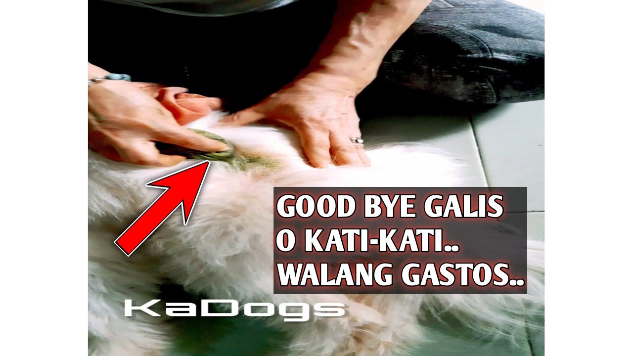 GAMOT SA GALIS AT KATI-KATI NG ASO | WALANG GASTOS.. - YouTube