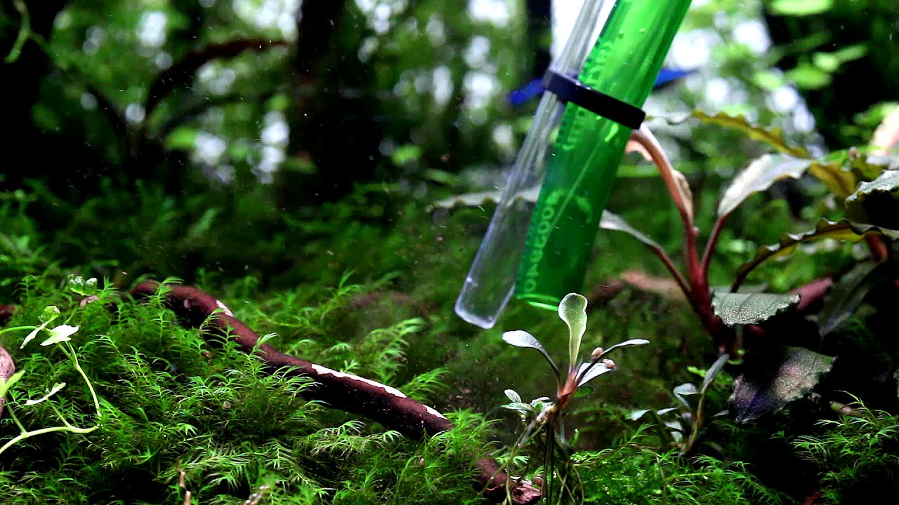 Planted Tank Maintenance - Removing organic waste / detritus - YouTube