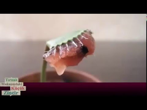 Et Yiyen Bitkisine Yemek Yedirip Sigara İçiren Adam