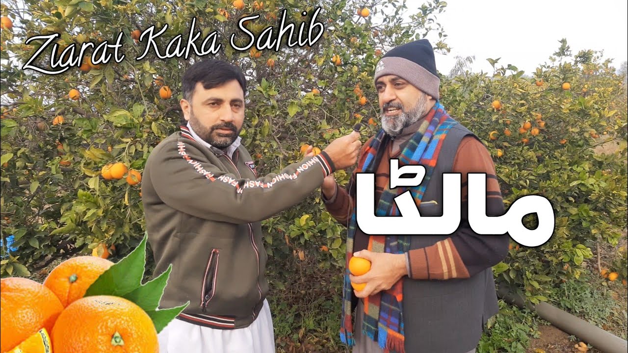 Ziarat kaka sahib Nowshera | Malta Fruits | Orange | delicious orange ...