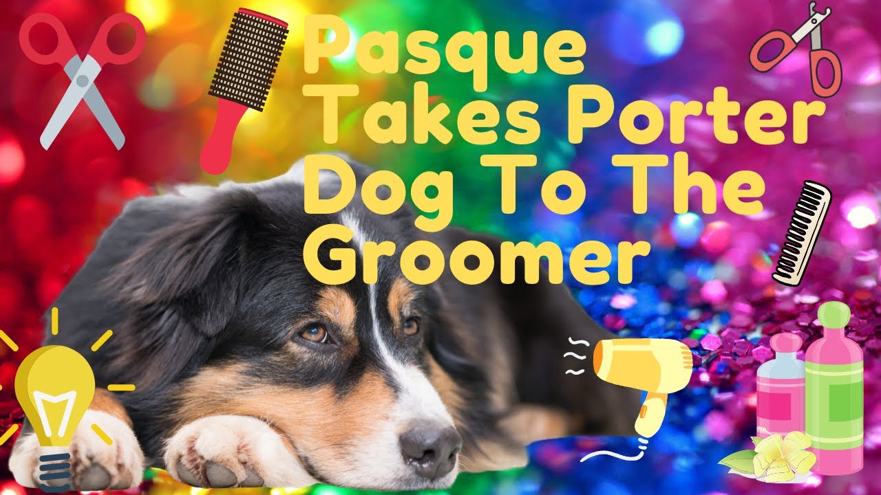 How To Groom a Dog in 4 Easy Steps! (Dog Grooming For Beginners)# ...