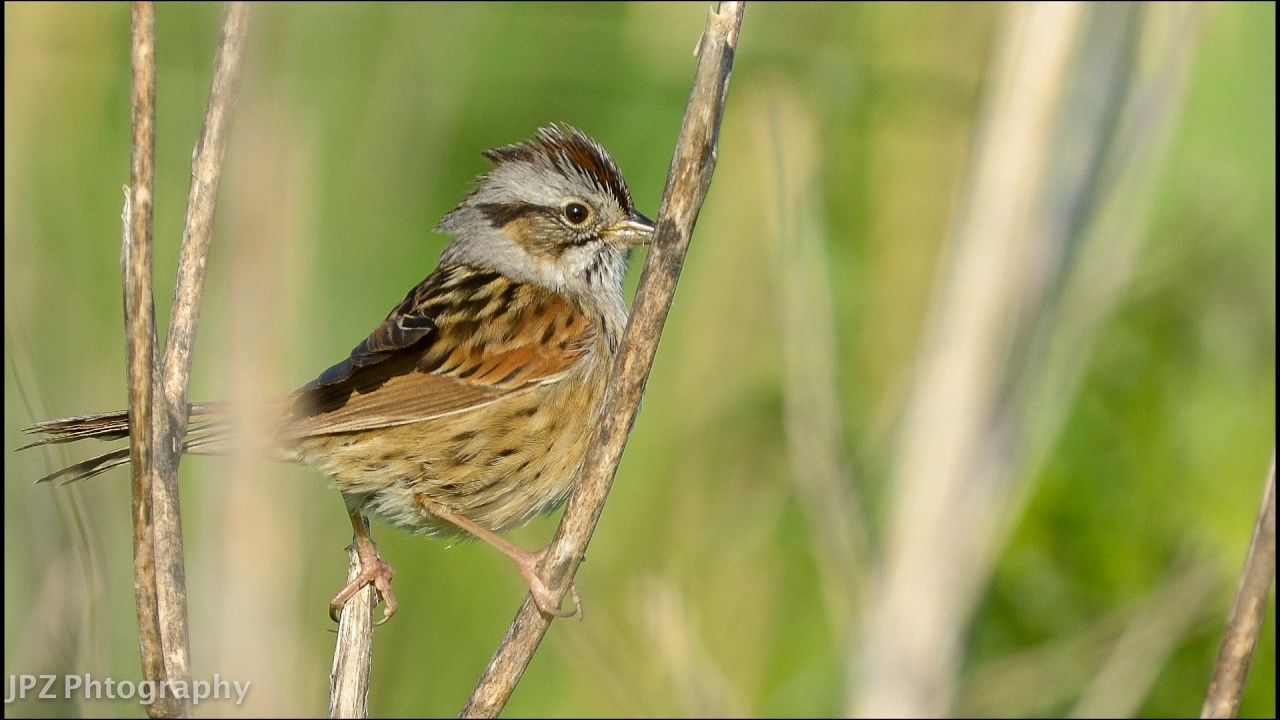 Small birds near Whalon lake in morning, Sigma 500mm f4.5 APO EX HSM w ...