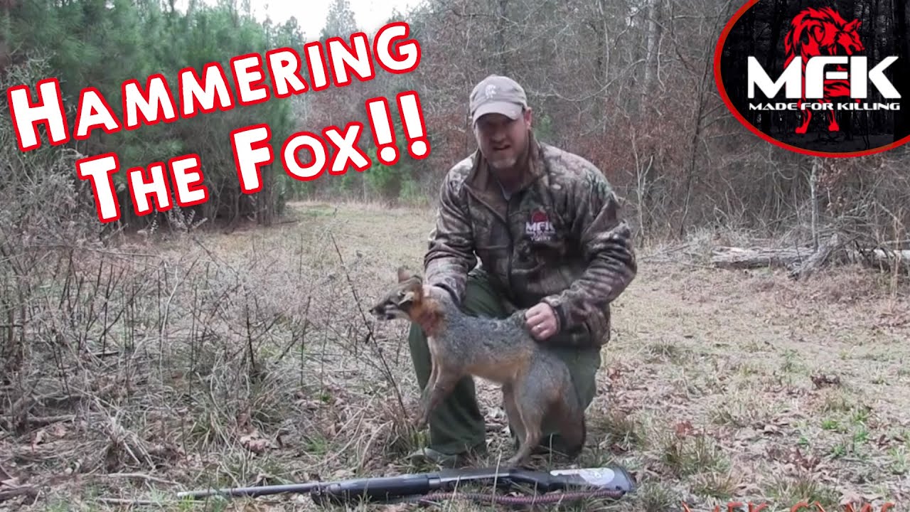 Calling Grey Fox!! - YouTube