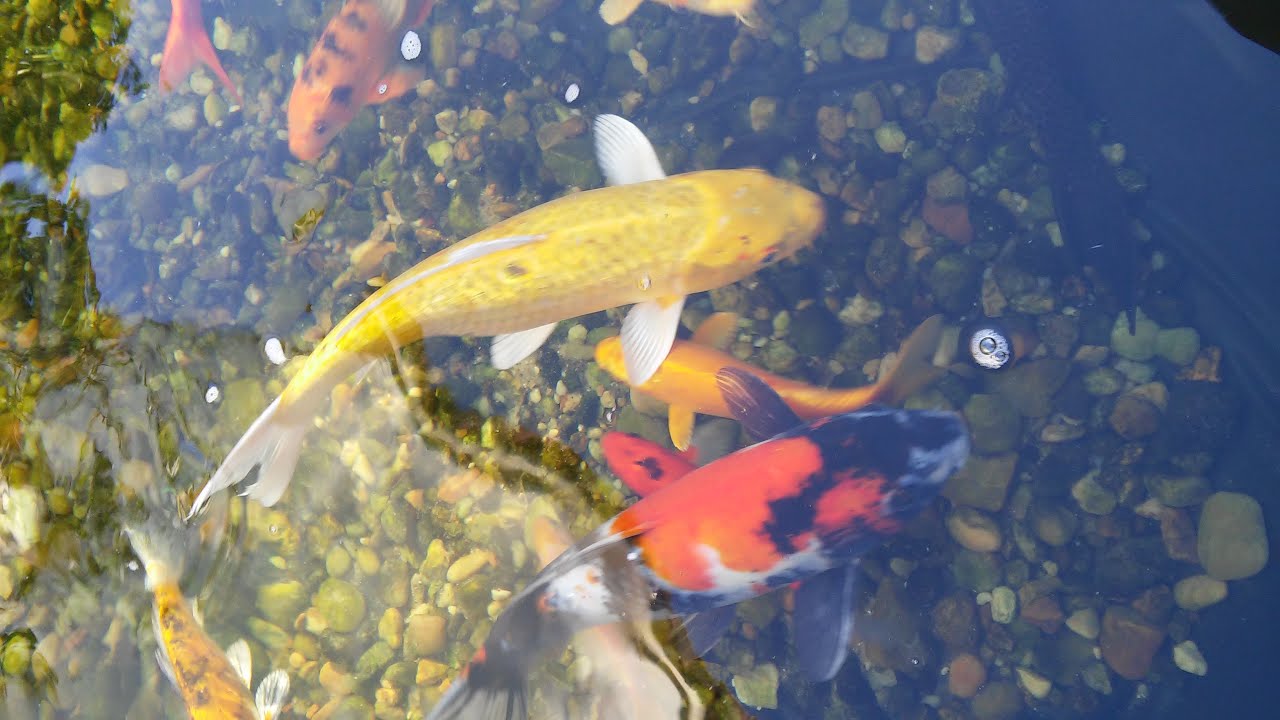 How to make your Koi Spawn ~ Koi Breeding - YouTube