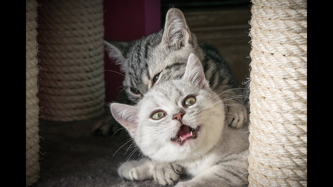 Mother Cat Sounds To Attract Kittens | Mama Cat Calling Her Baby ...