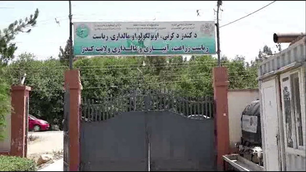 په کندز کې د بادامو حاصلات د تېرو کلونو په پرتله زیات شوي، خو بڼوالان د