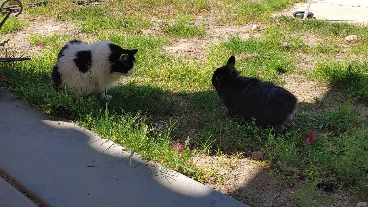 Cow and Bunny outside hanging out - YouTube