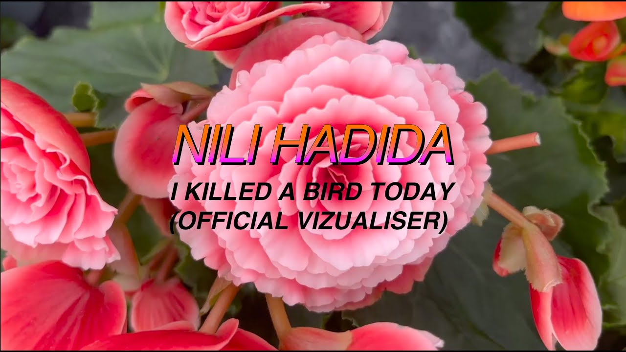 Nili Hadida - I Killed a Bird Today (Official Vizualiser) - YouTube