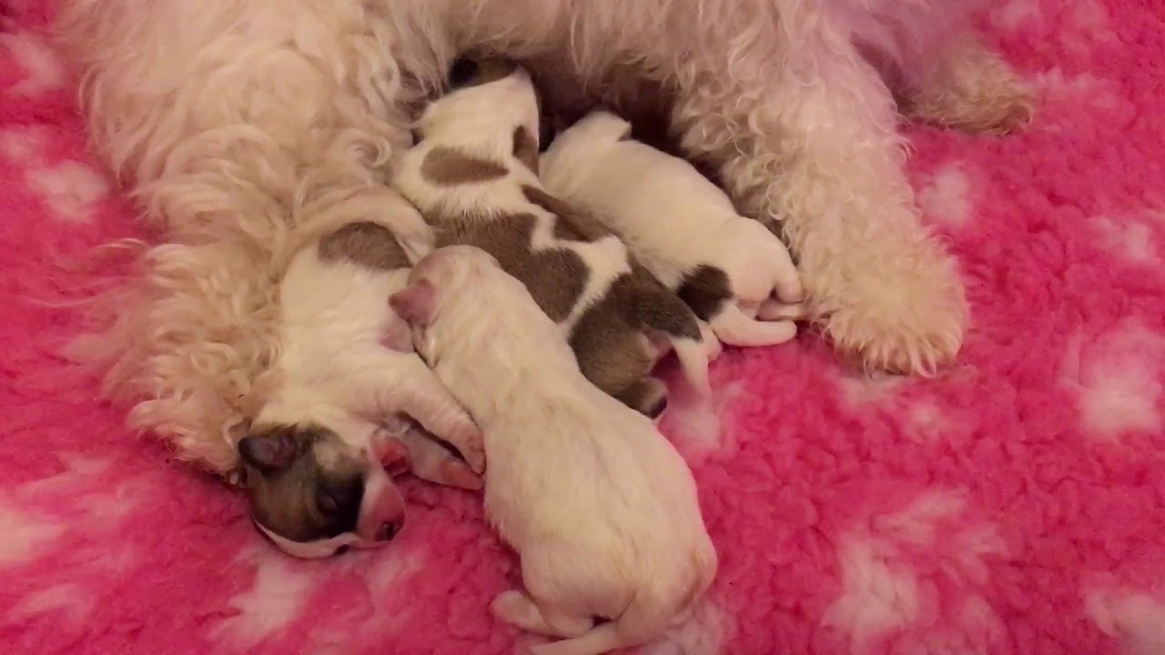 Cute Newborn Coton de Tulear Puppies - First week since birth - YouTube