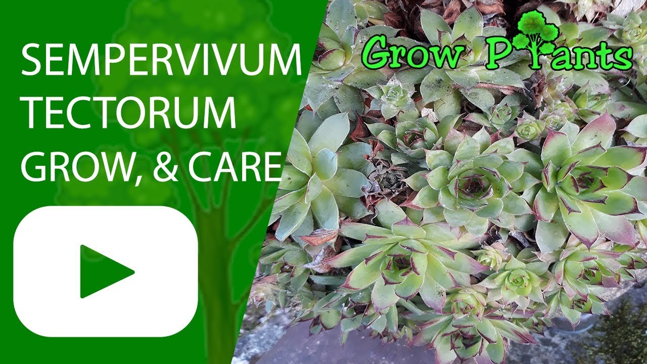 Sempervivum tectorum - growing and care information - YouTube