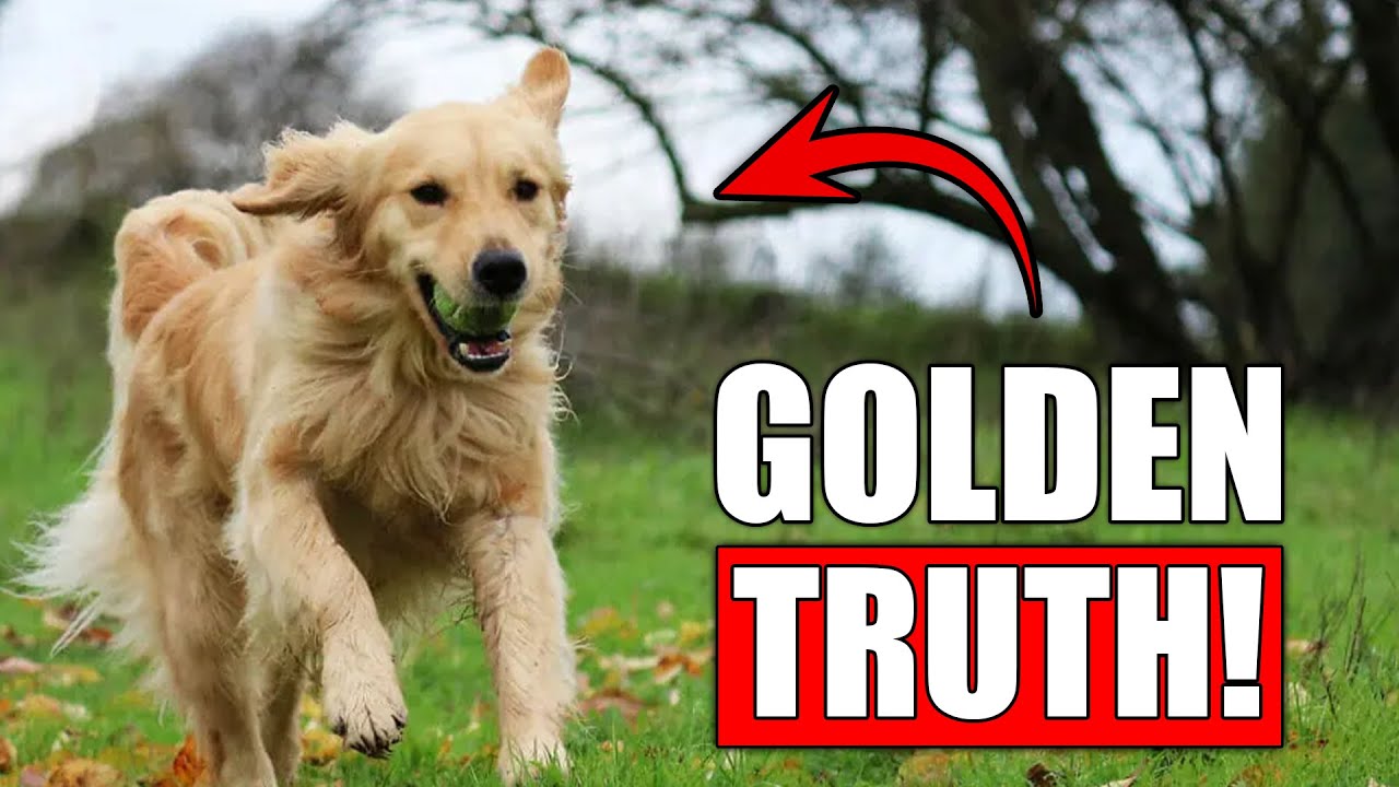 The Unexpected Things Only Golden Retriever Owners Will Understand ...