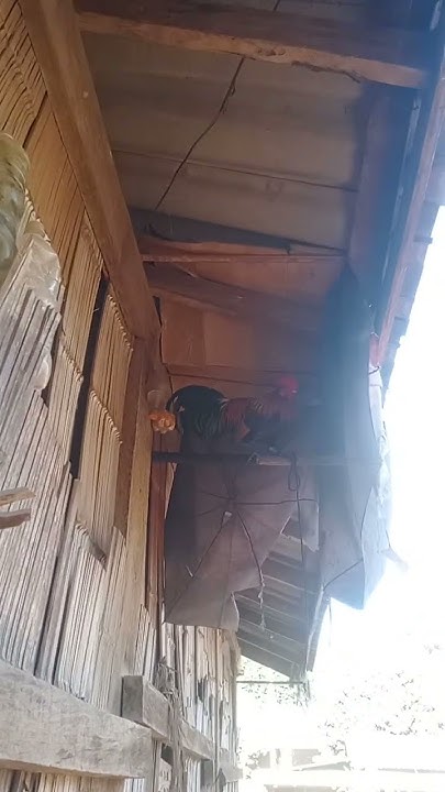 saib qaib dib txuam qaib qus - YouTube