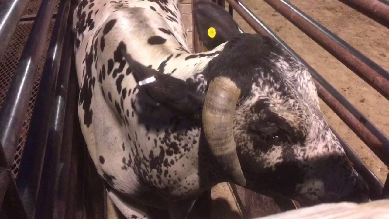 Slow Motion Bucking Bulls - PRCA Rodeo Miles City Montana 2016 - YouTube